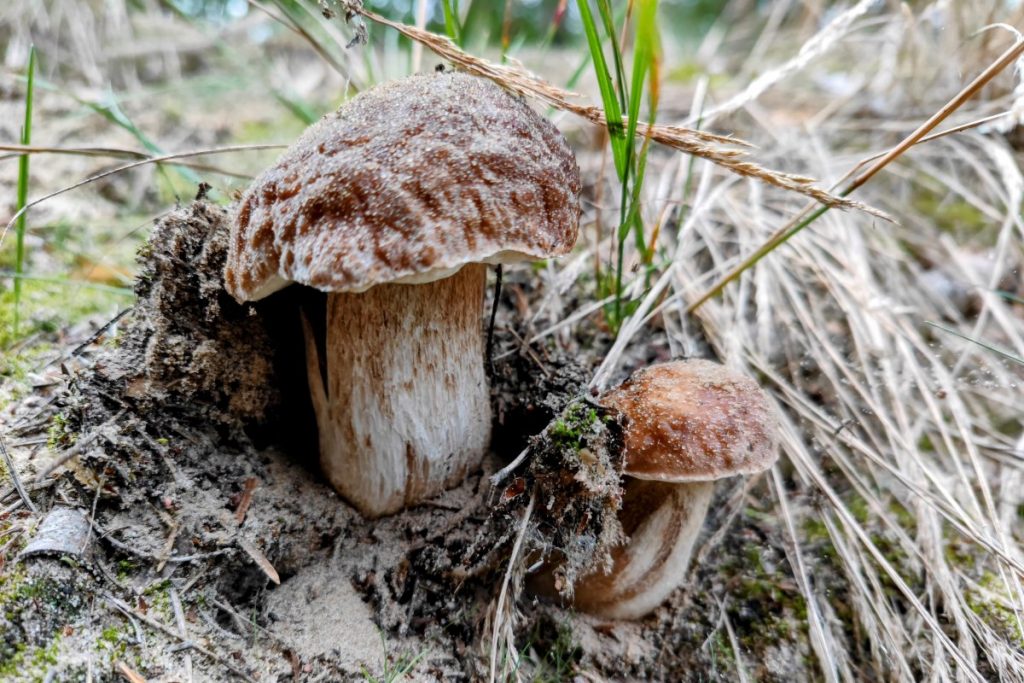 Gdzie w okolicach Warszawy warto wybrać się na grzyby? - Warszawa W Pigułce